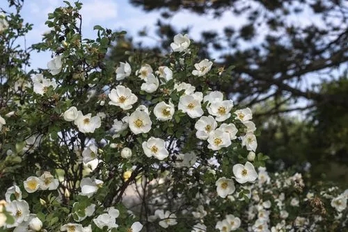 Flowering Ornamental Shrub Identifier