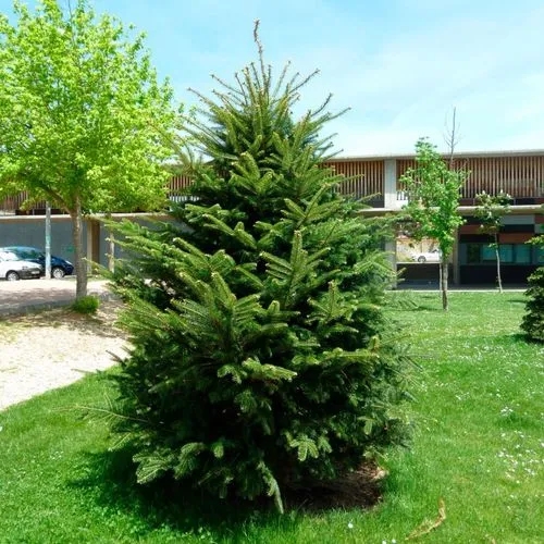 Shade Evergreen Tree Identifier