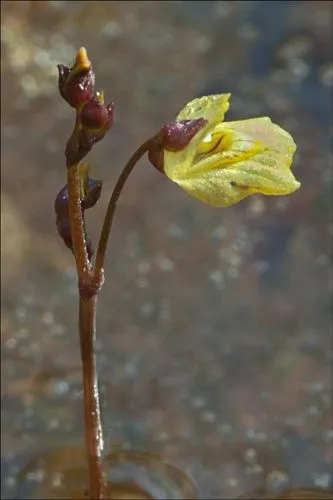 Aquatic Plant Identifier