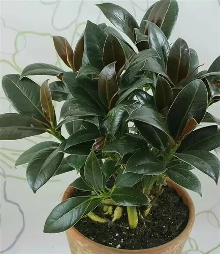 Shade Houseplant Identifier
