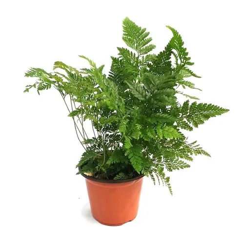 Fern Identifier