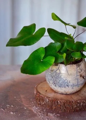 Shade Trailing Houseplant Identifier