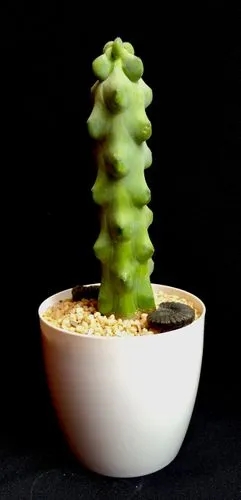 Cactus Identifier Tool & ID App (List, Types & Identification Tips)