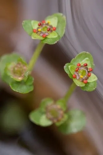 Cactus Identifier Tool & ID App (List, Types & Identification Tips)