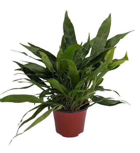 Fern Species Identification 🌿 Identify Different Types of Ferns