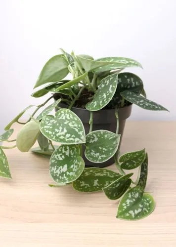 Shade Trailing Foliage Identifier