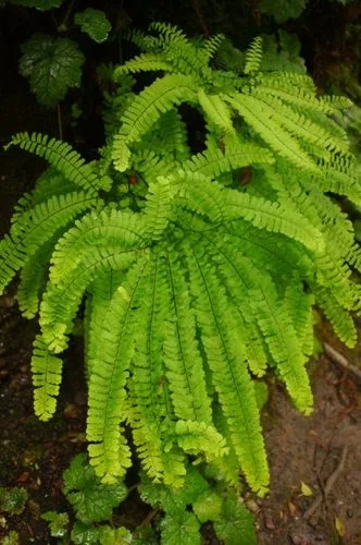 Fern Species Identification 🌿 Identify Different Types of Ferns