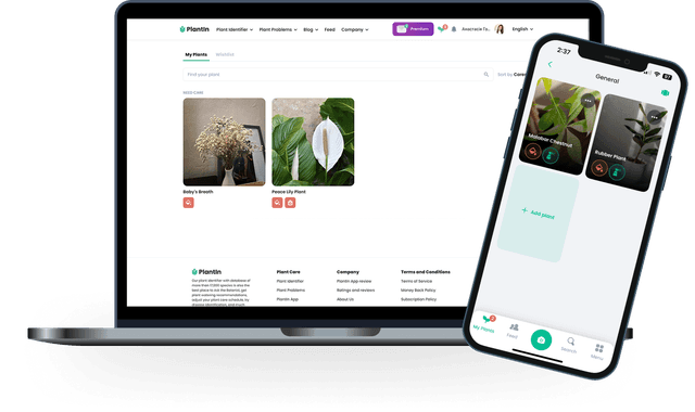 Tree Identifier App