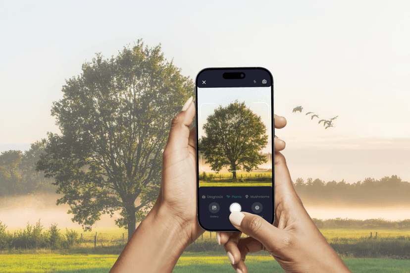 Tree Identifier App
