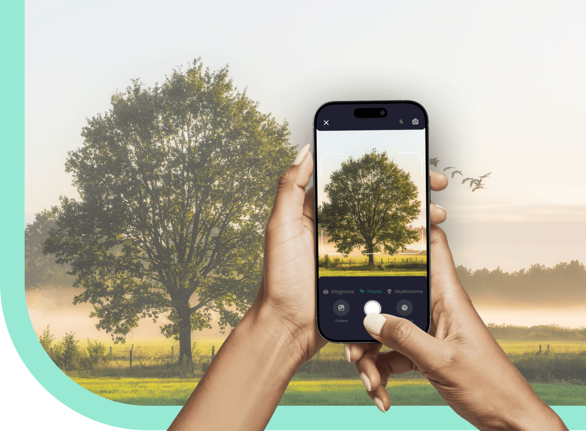 Tree Identifier App
