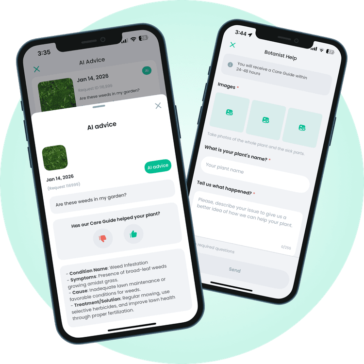 Weed Identification in the PlantIn App (iOS, Android & Web)