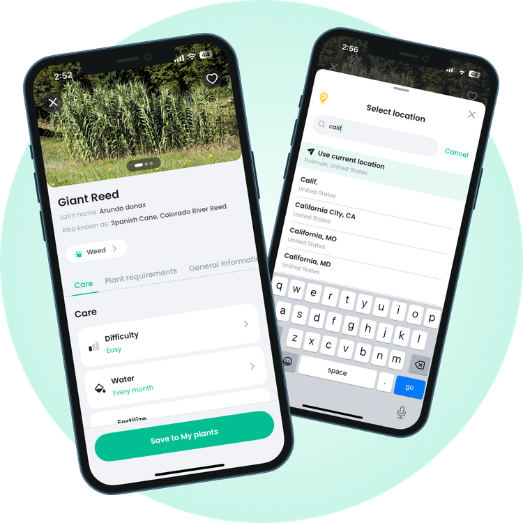 Weed Identification in the PlantIn App (iOS, Android & Web)