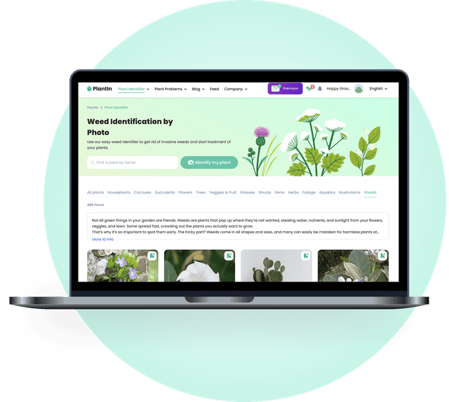 Weed Identification in the PlantIn App (iOS, Android & Web)