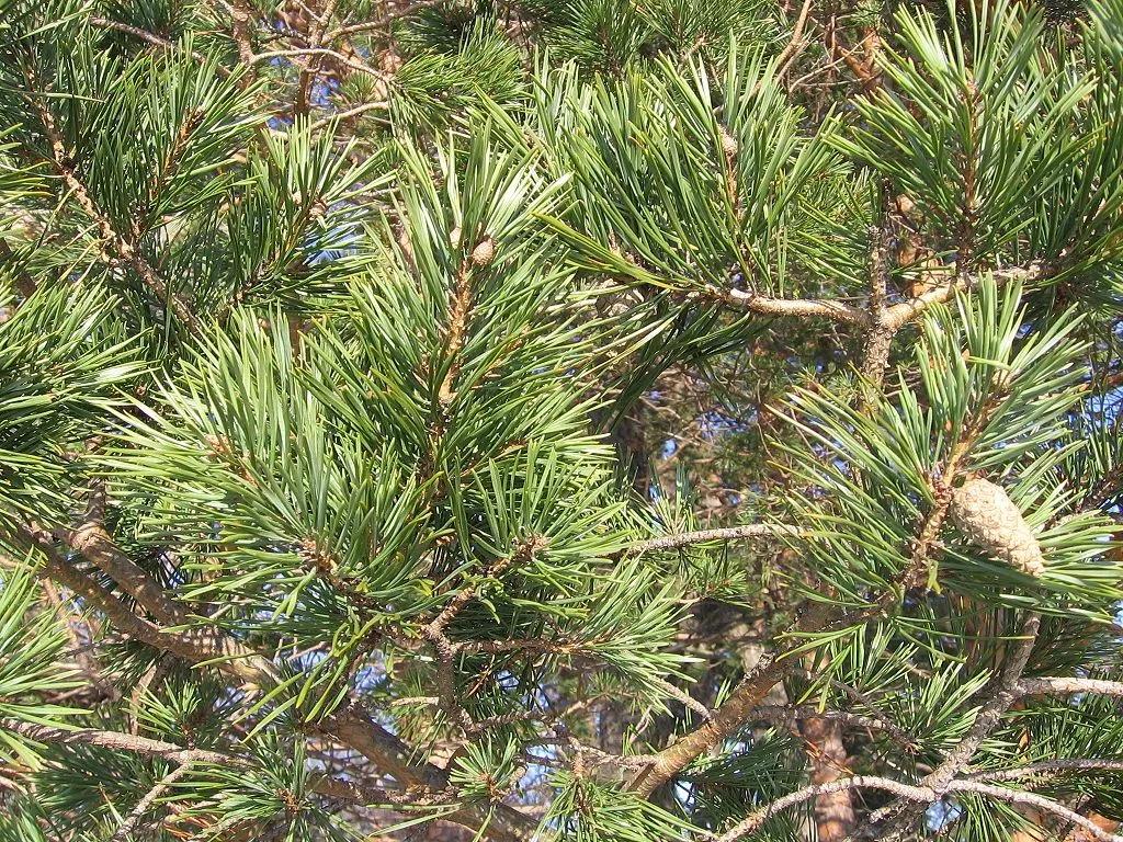 Top Taiga Plants That Live in the Boreal Forests Biome (List & Facts)