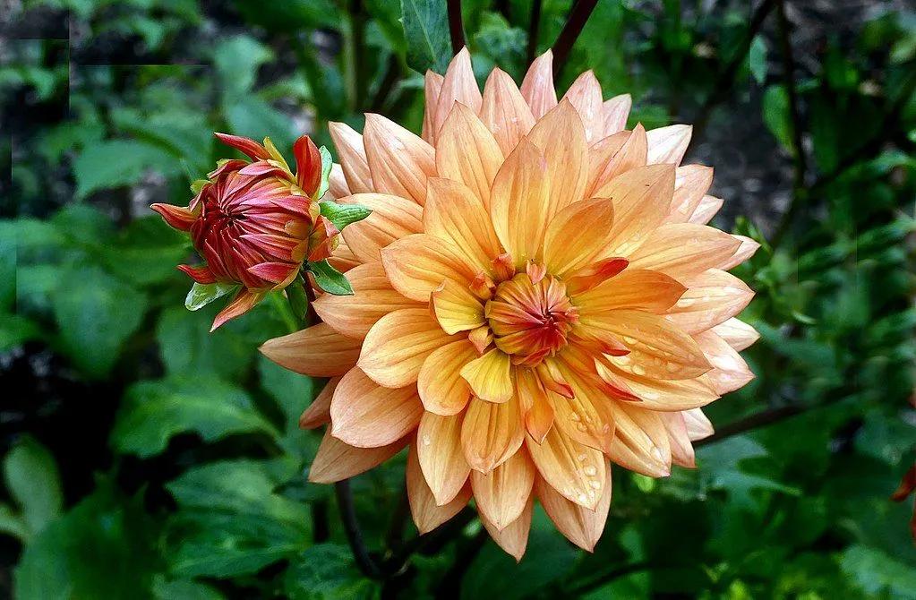 "Dahlia", the National Flower of Mexico: History, Symbolism, Growing
