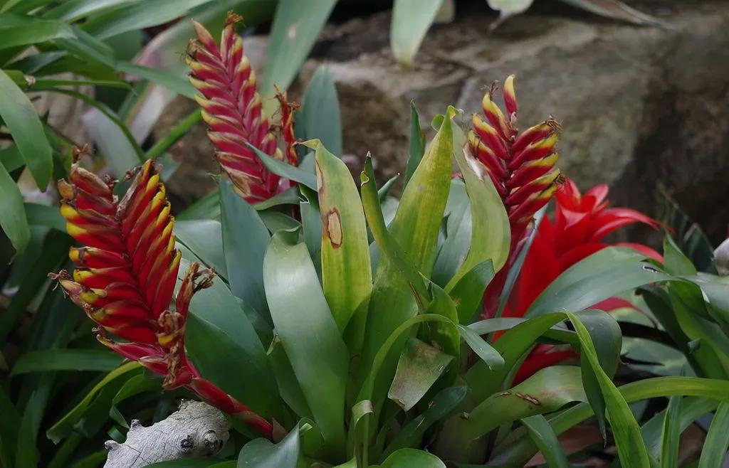 Native Hawaiian Plants & Flowers (Indoor & Landscaping Endemics)