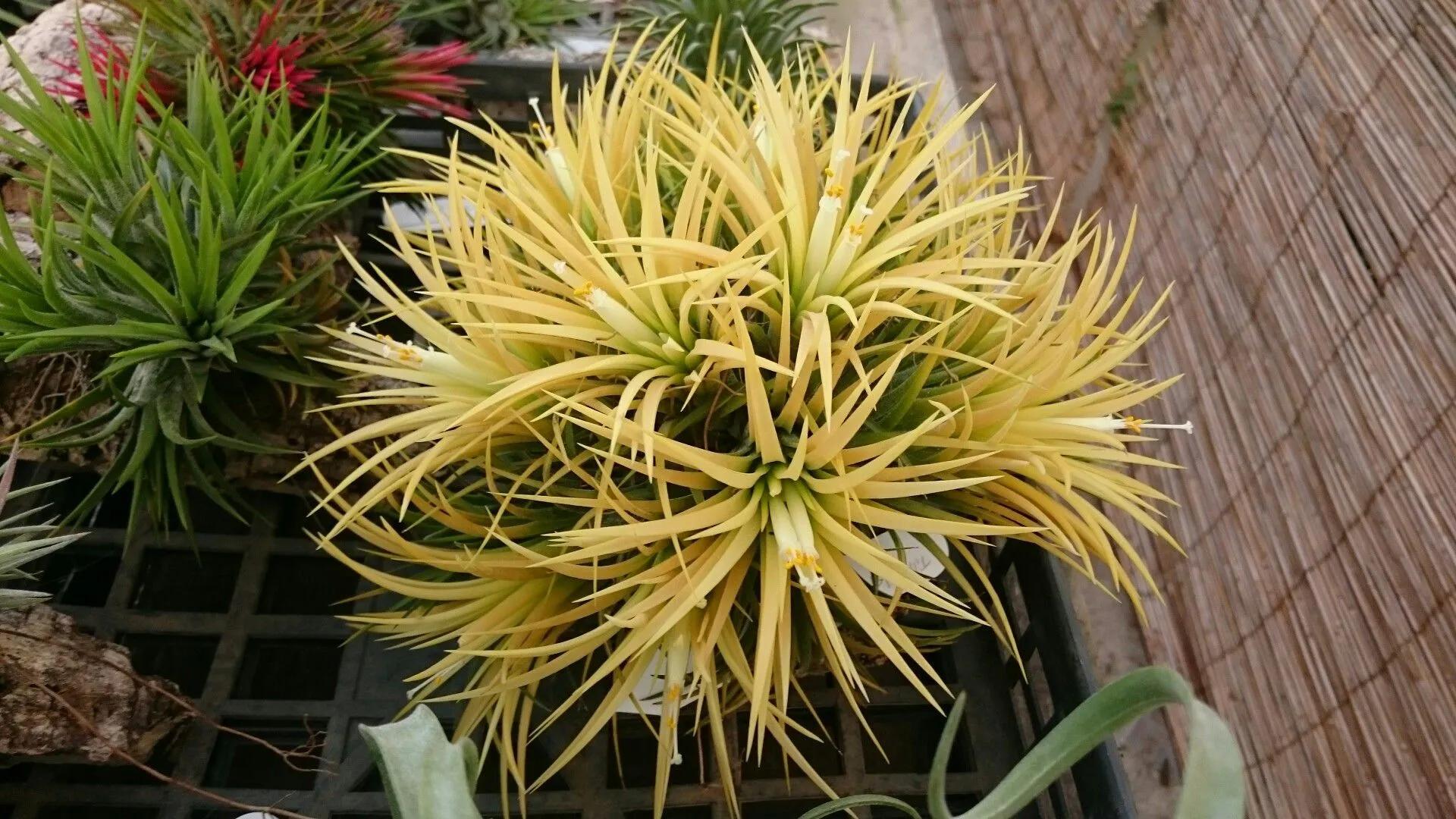 What Types of Air Plants to Grow Indoor? - Plant Benefits & Care Tips