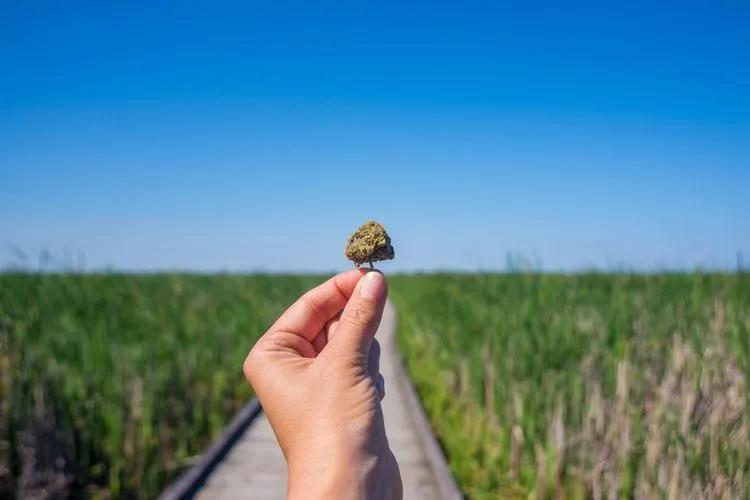 Top 10 Weed Strains In 2023 – Best Cannabis List From Experts