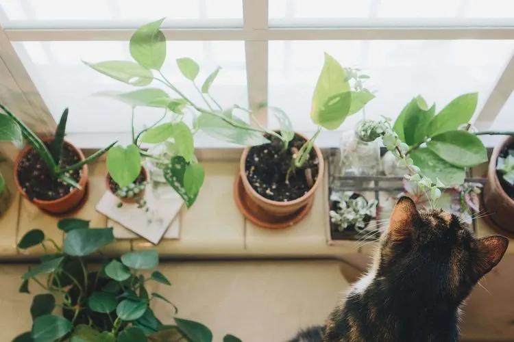 Full Guide to Propagating House Plants: Best Propagate Methods & Tips