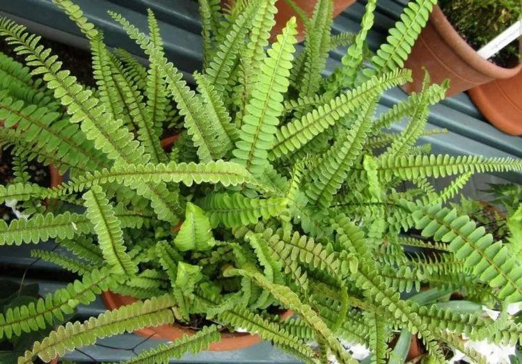 Lemon Button Fern