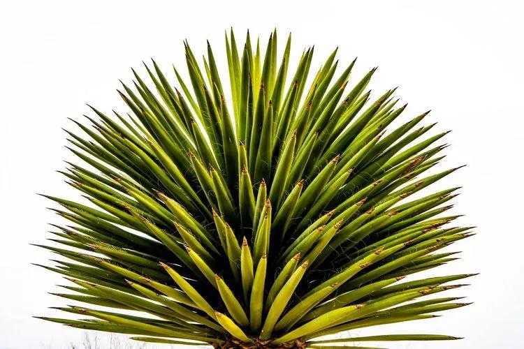Yucca