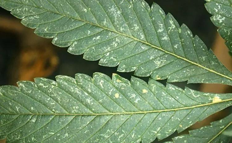 Cannabis Pests, Bugs & Insects – List, Tips To Identify & Get Rid Of