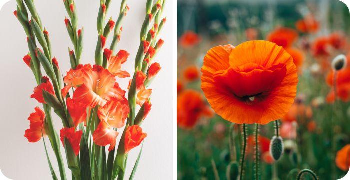 August Birth Flower Guide: What Are My Birthday Flowers?