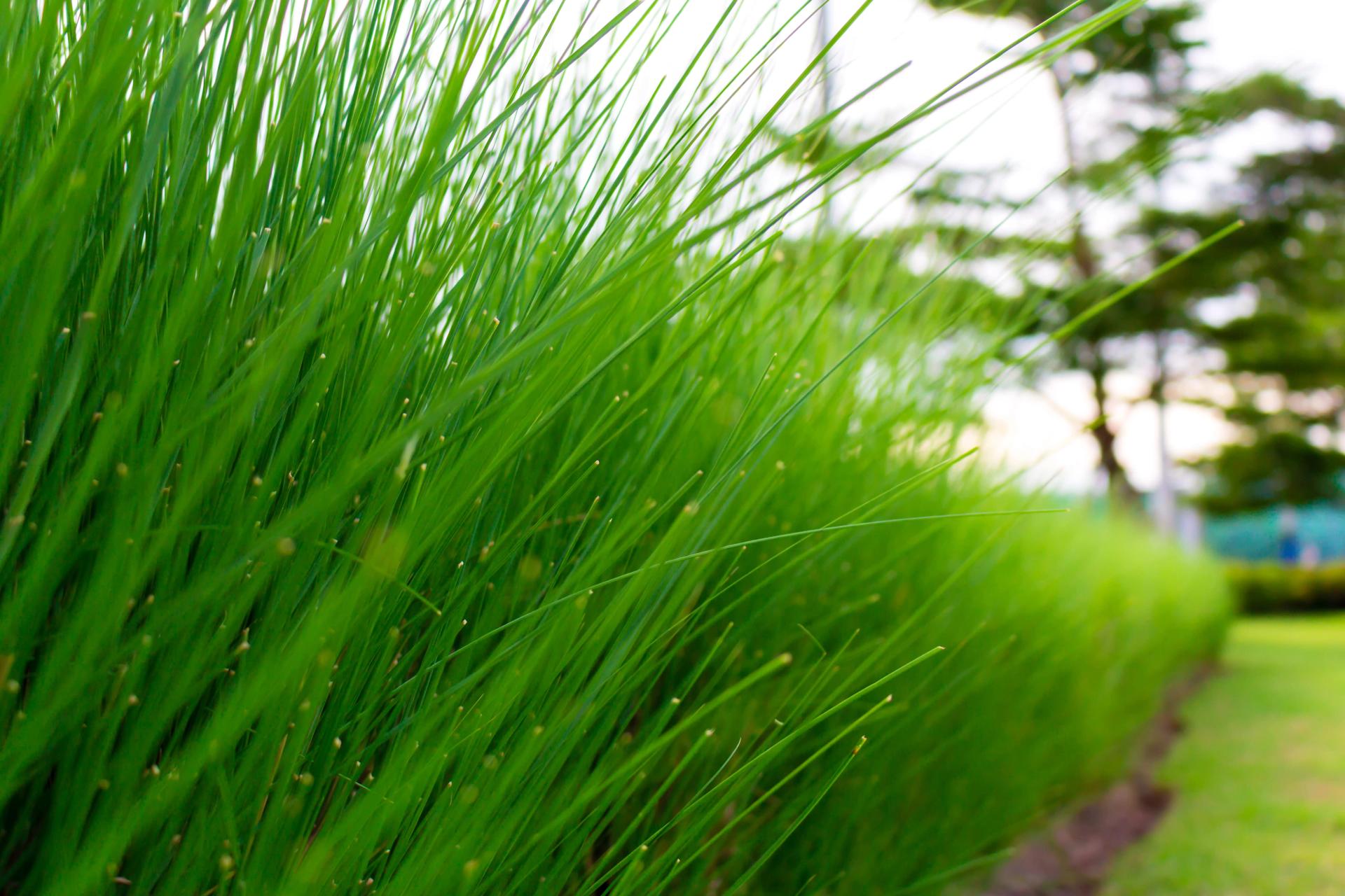 10+ Best Outdoor plants for sandy soil – In Sand Gardening Grow Guide