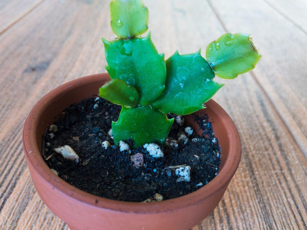 How to Propagate Christmas Cactus Step-By-Step (Ways, Tips, FAQ)
