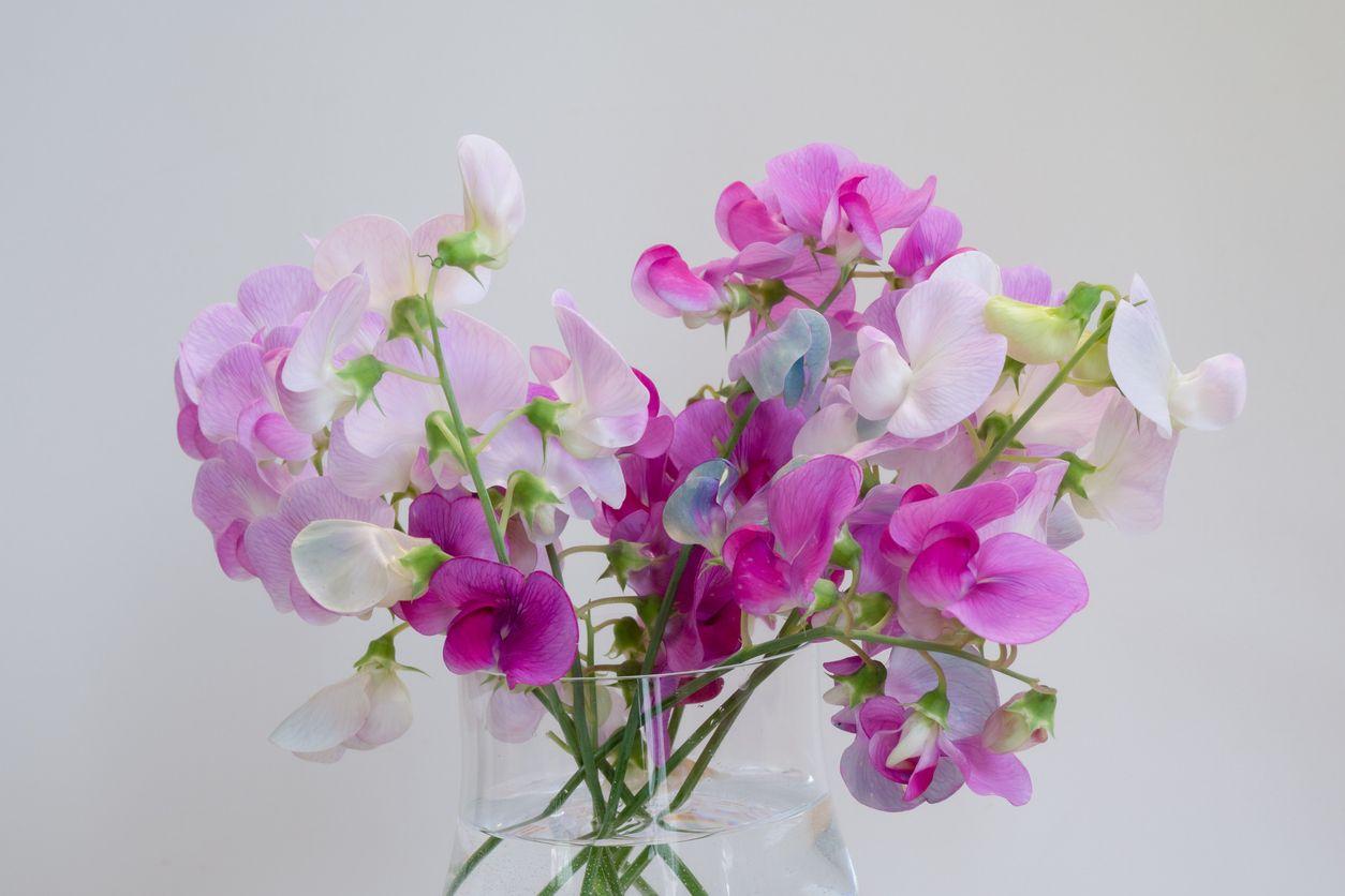 April Birth Flower Guide: Daisy vs. Sweet Pea (Best Symbol Gift Ideas)