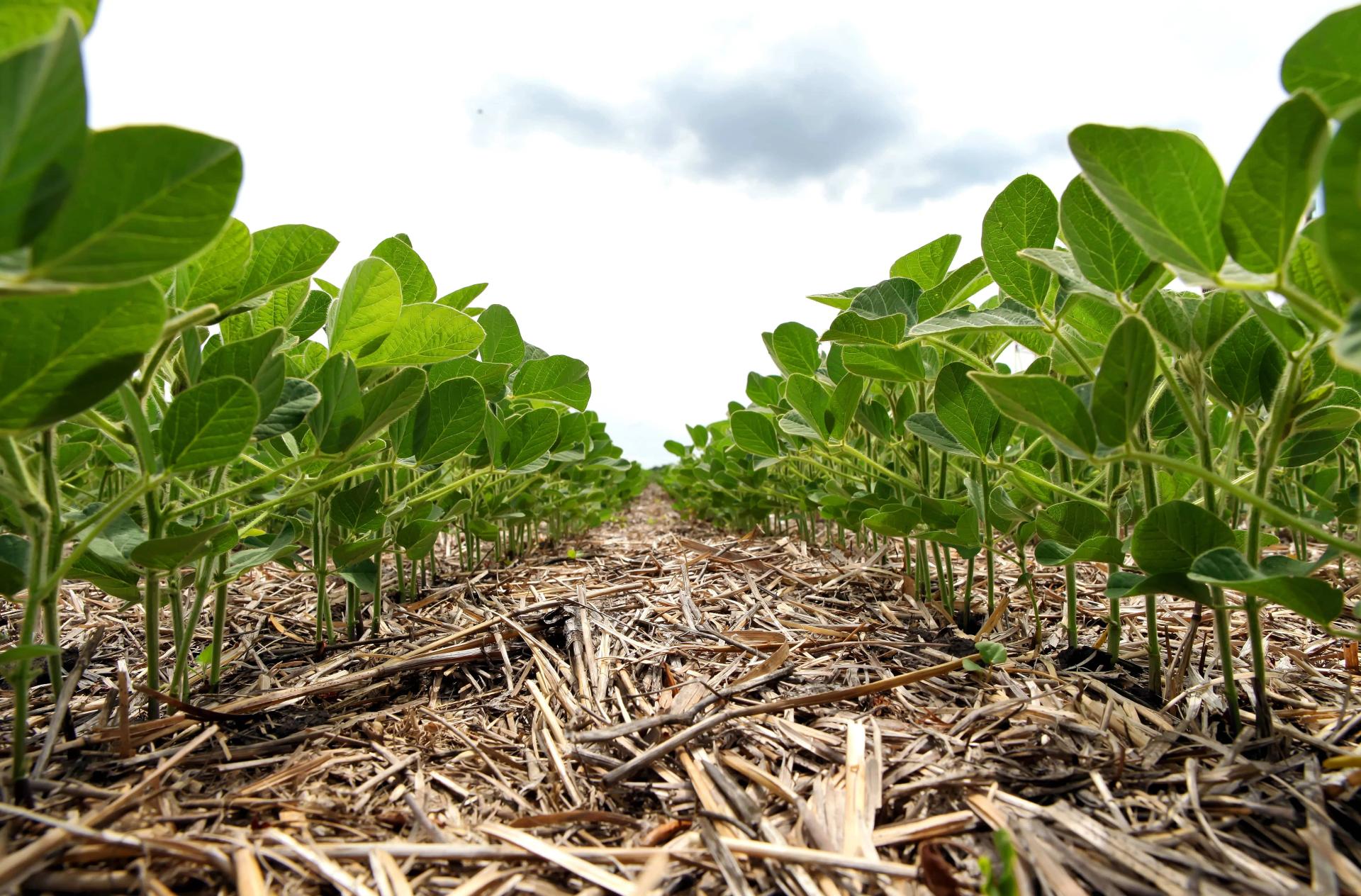 Fertile Soil vs. Productive Soil – What Makes Soil Fertile?