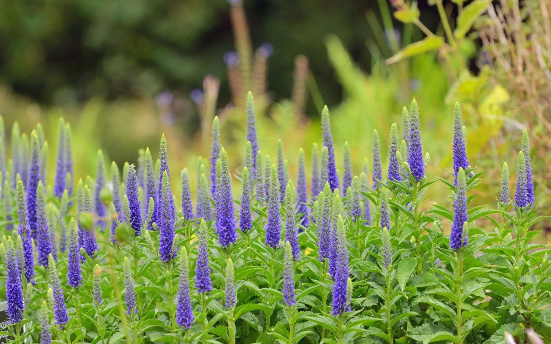 15 Most Popular Long-Blooming Perennials for Your Garden