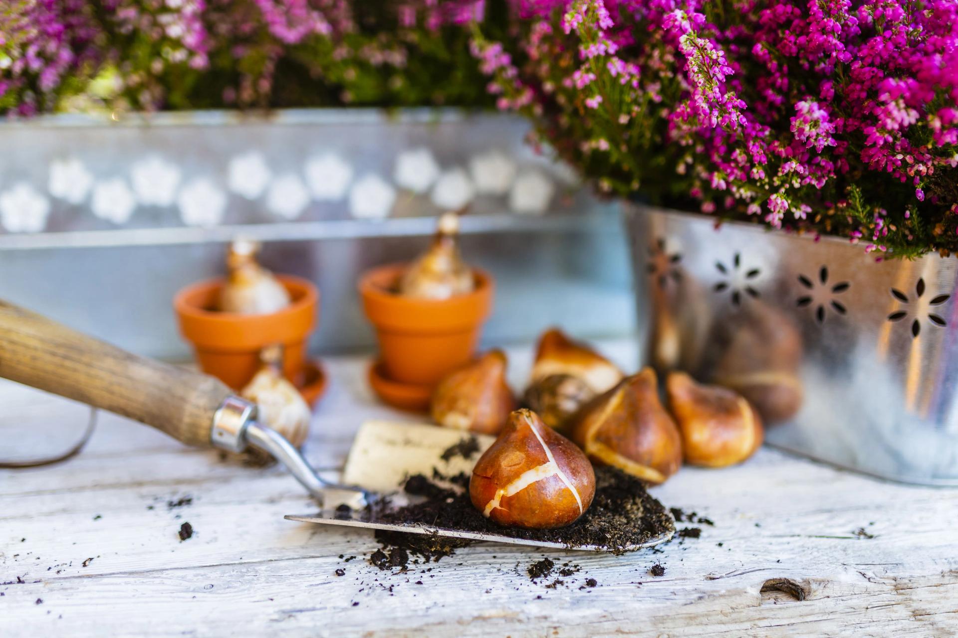 10+ Best Bulbs to Plant in the Fall – Beautiful Garden Planting Tips