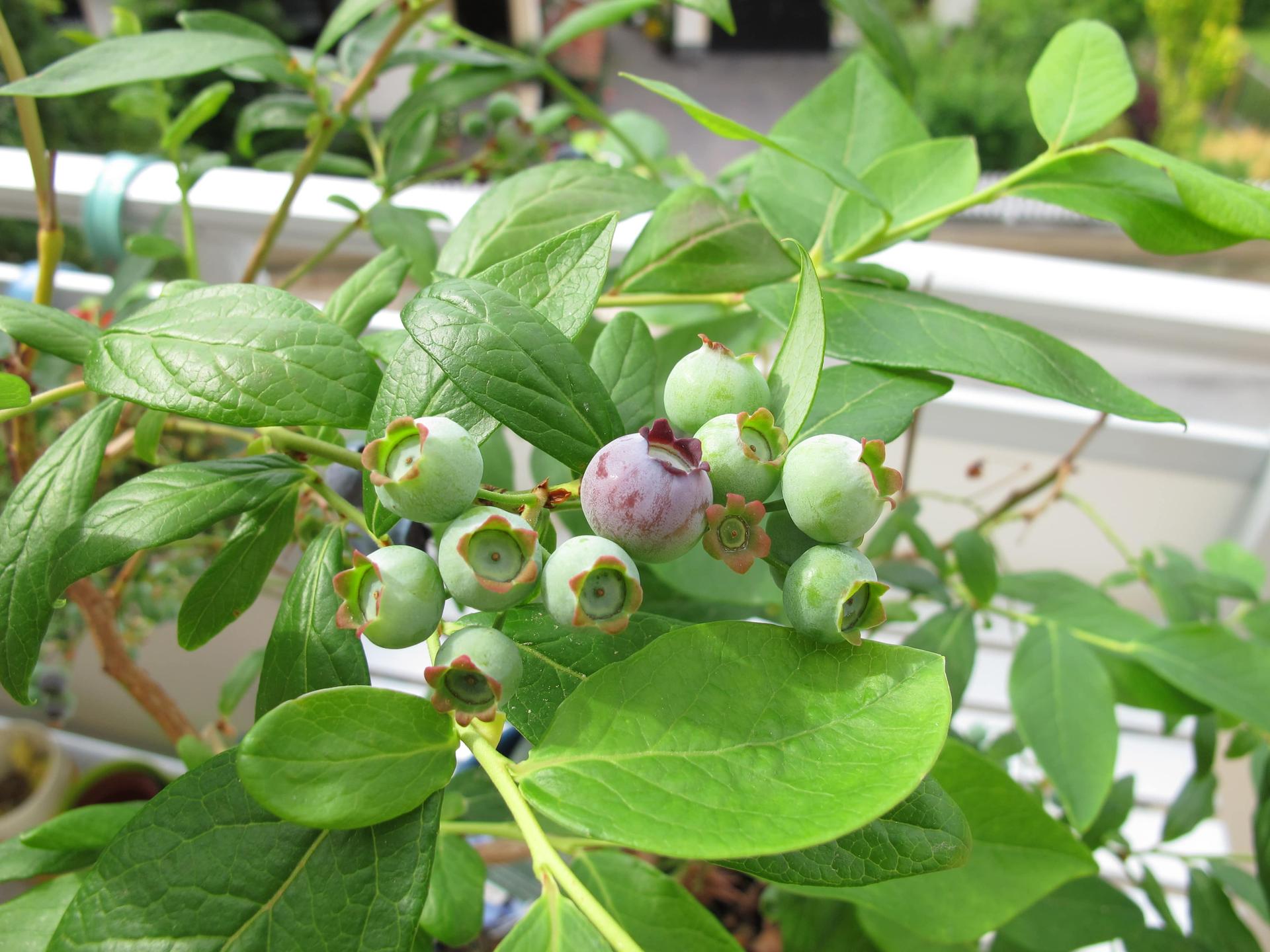 Full Guide on Blueberry Companion Plants