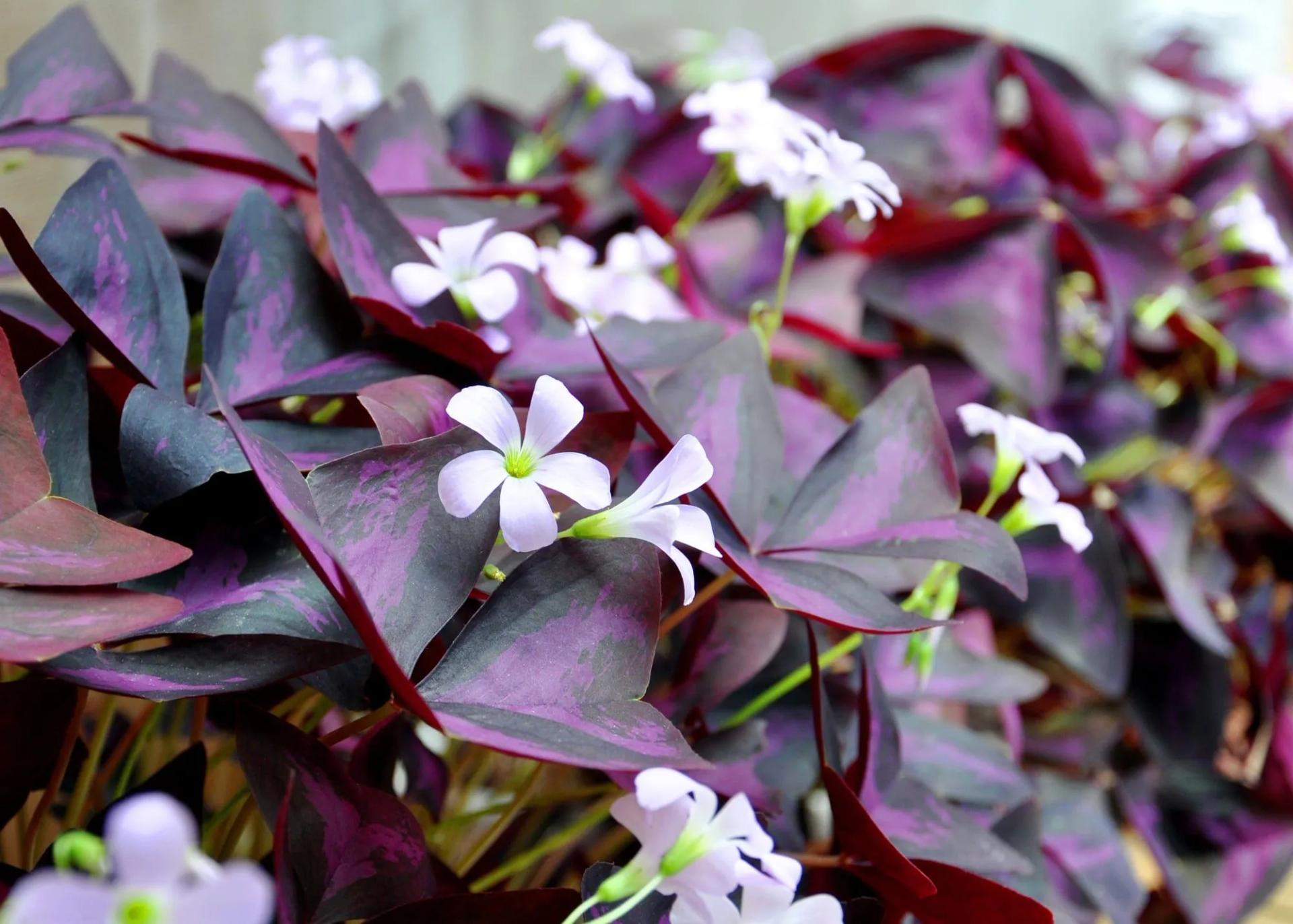 25+ All-Year-Round Plants To Enjoy Throughout Every Season (In- & Outdoor)