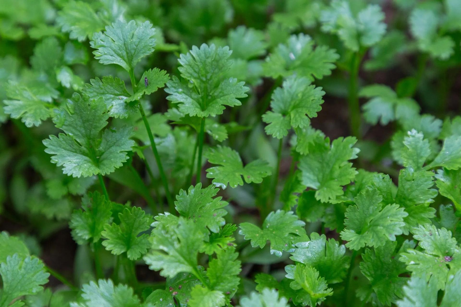 Cilantro Companion Plants & What Not to Plant With, Planting Rules ...