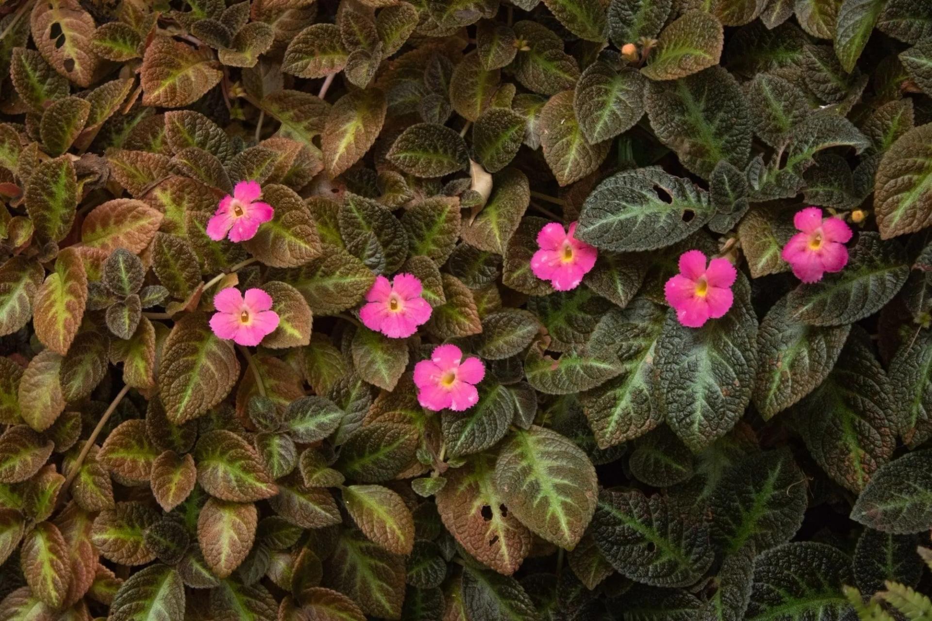 25+ All-Year-Round Plants To Enjoy Throughout Every Season (In- & Outdoor)