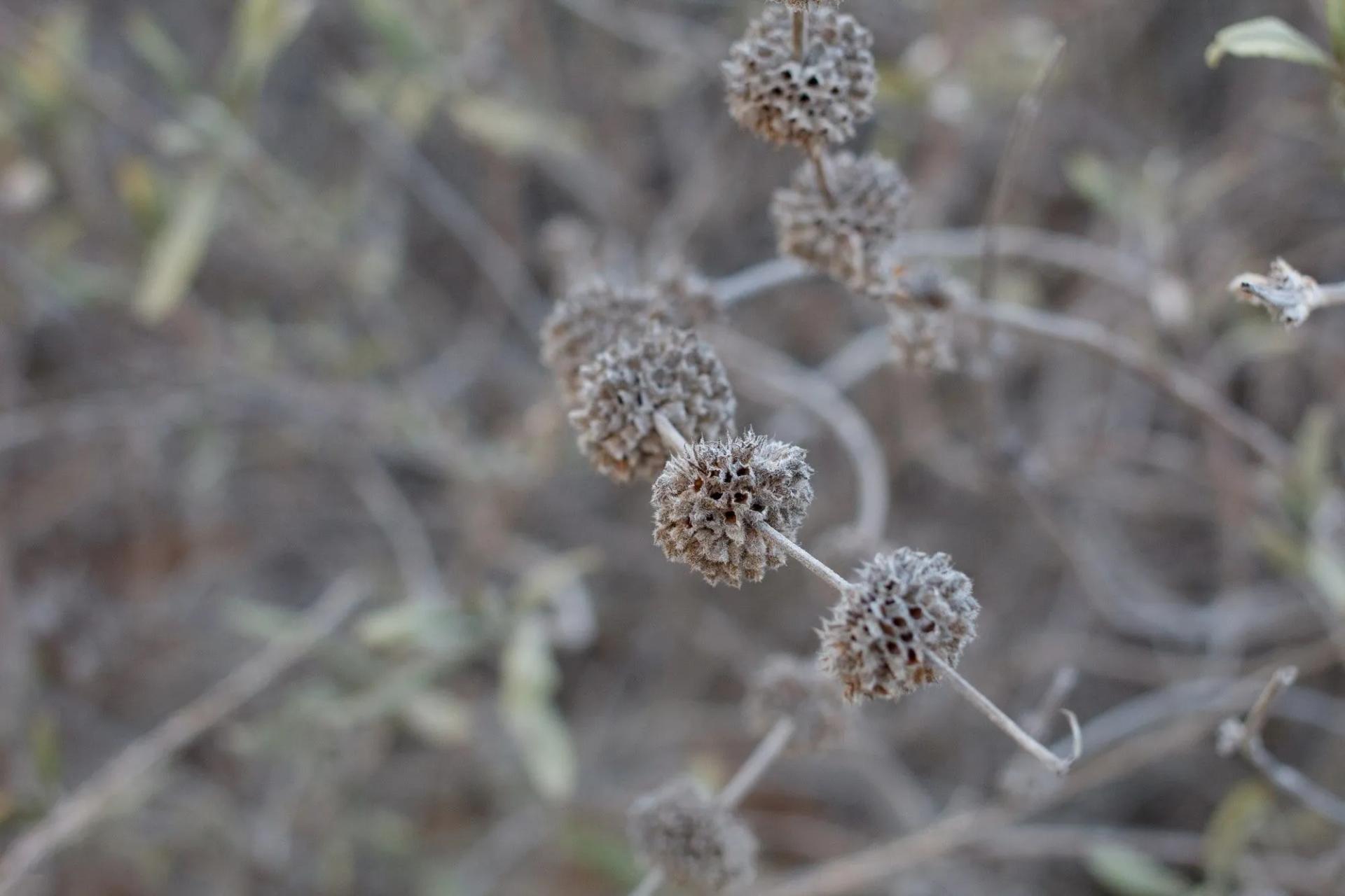 10+ Top Chaparral Plants & Other Characteristics of the Biome