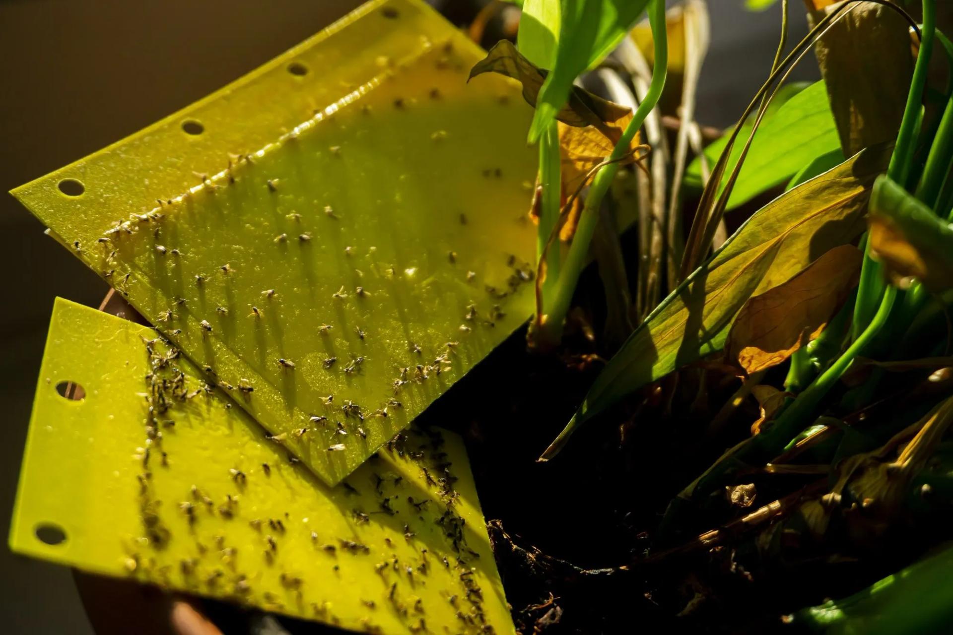 How to Get Rid of Bugs on Indoor Plants - Common Houseplant Pests Control