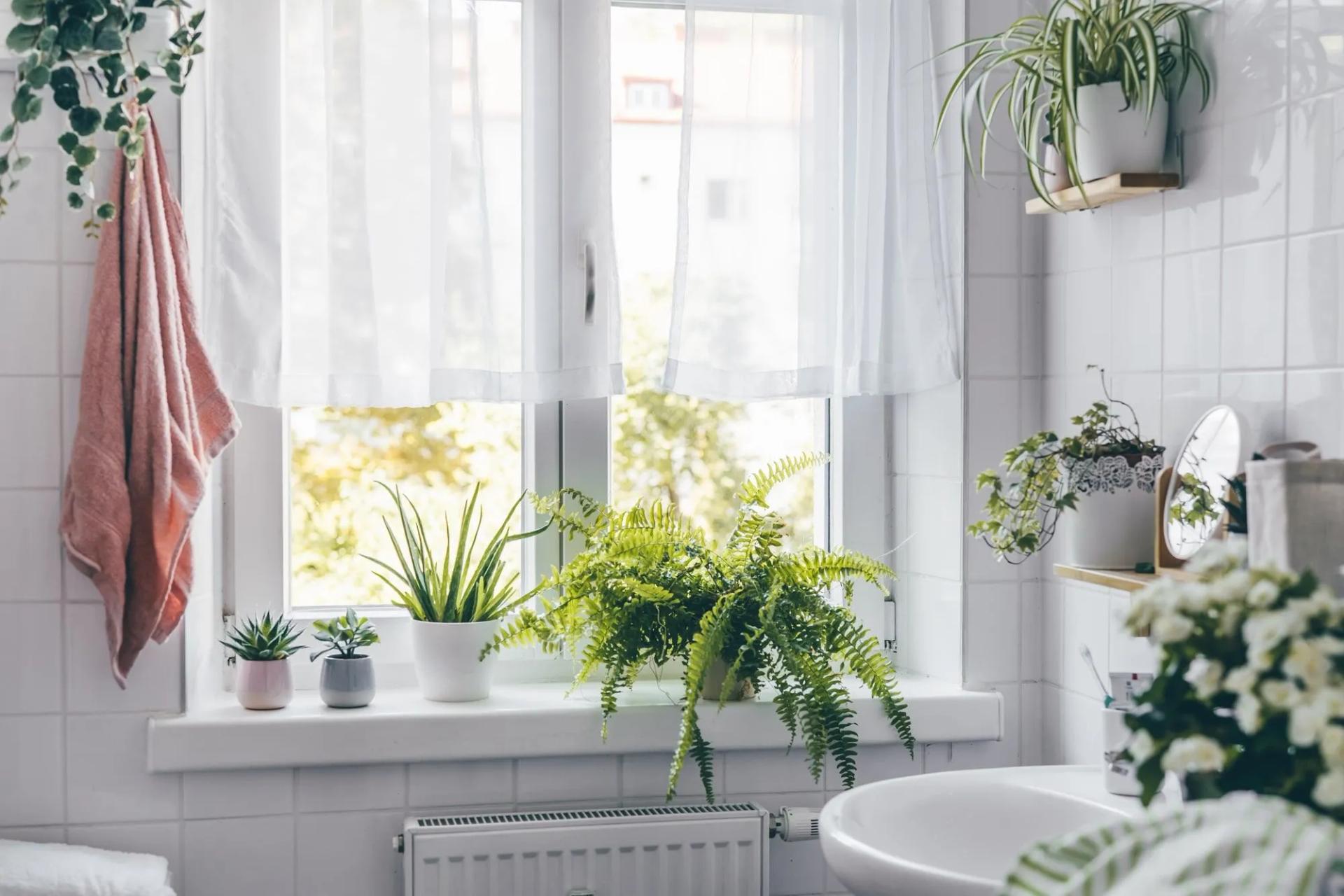 10+ Best Shower Plants to Hang In OR to Put In Your Bathroom