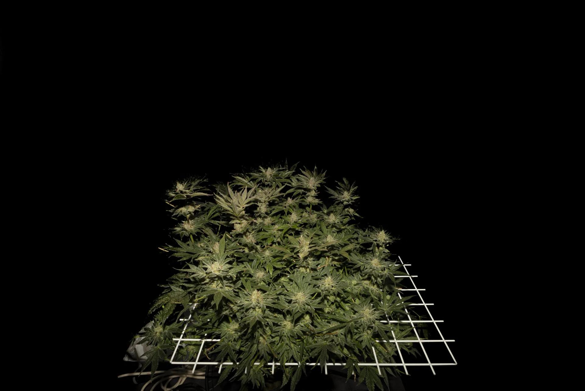 Cannabis Plant Training Techniques, Mistakes & Tips (Full Weed Guide)