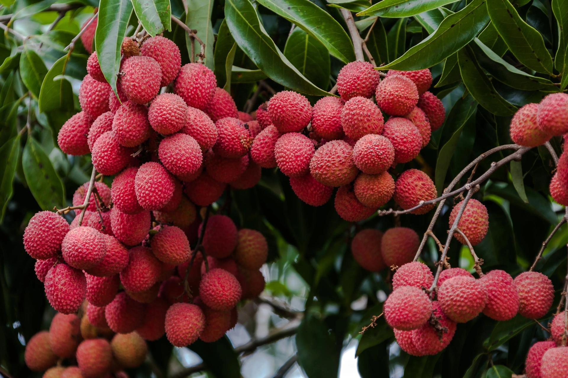 How To Grow Lychee From Seed Plant Growing And Trees Care Instructions