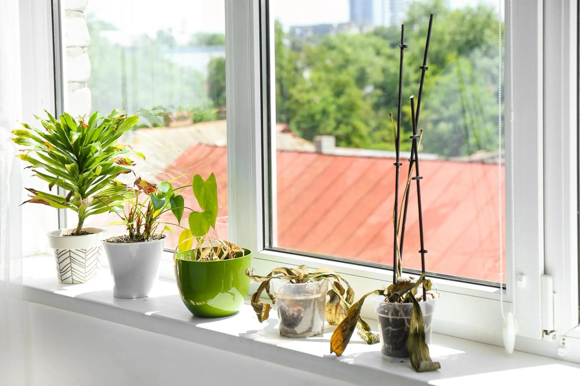 Overwatered Vs Underwatered Plants Signs Fix Tips Full Guide