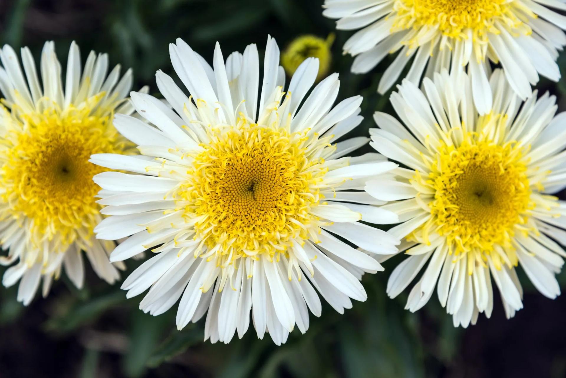 15 Most Popular Long-Blooming Perennials for Your Garden