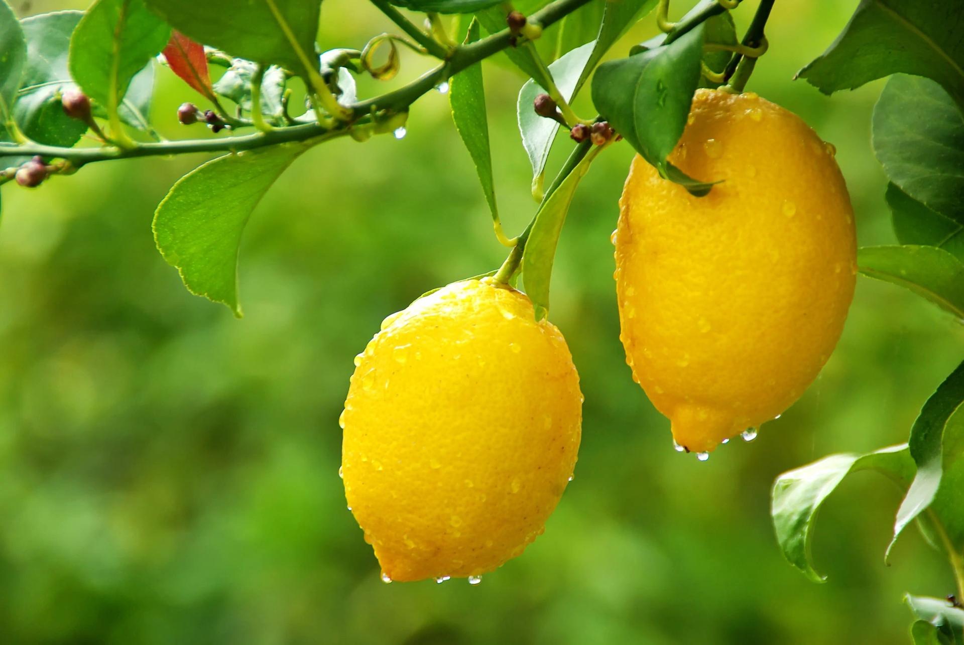 How to Grow Lemon Trees from Seed – a Short Guide
