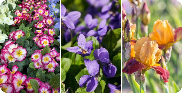 February Birth Flower – Meaning, Care, & Floral Arrangement Guide