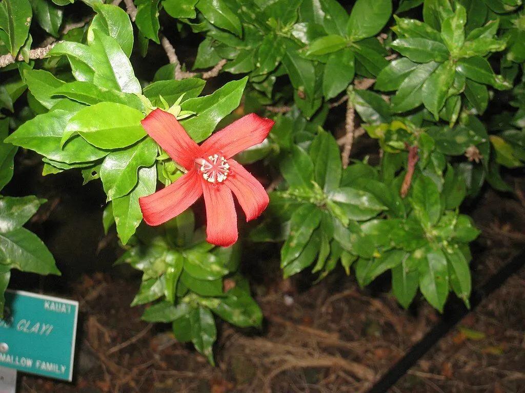 Native Hawaiian Plants & Flowers (Indoor & Landscaping Endemics)