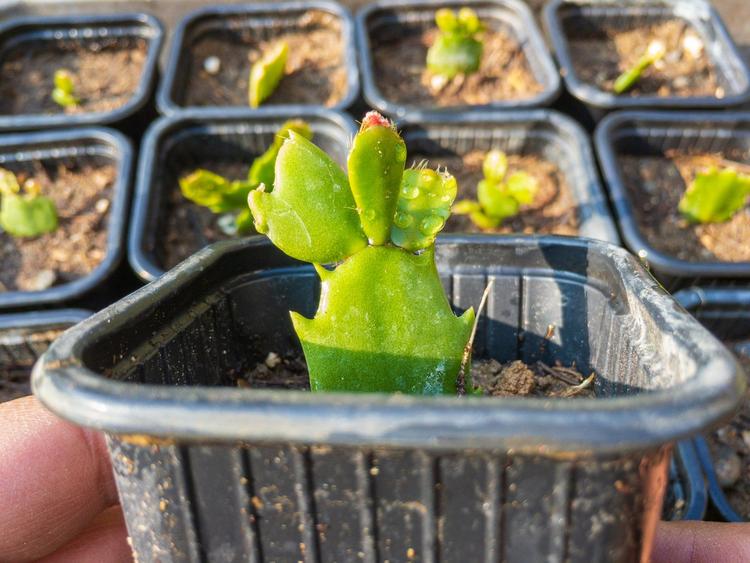 How to Propagate Christmas Cactus Step-By-Step (Ways, Tips, FAQ)
