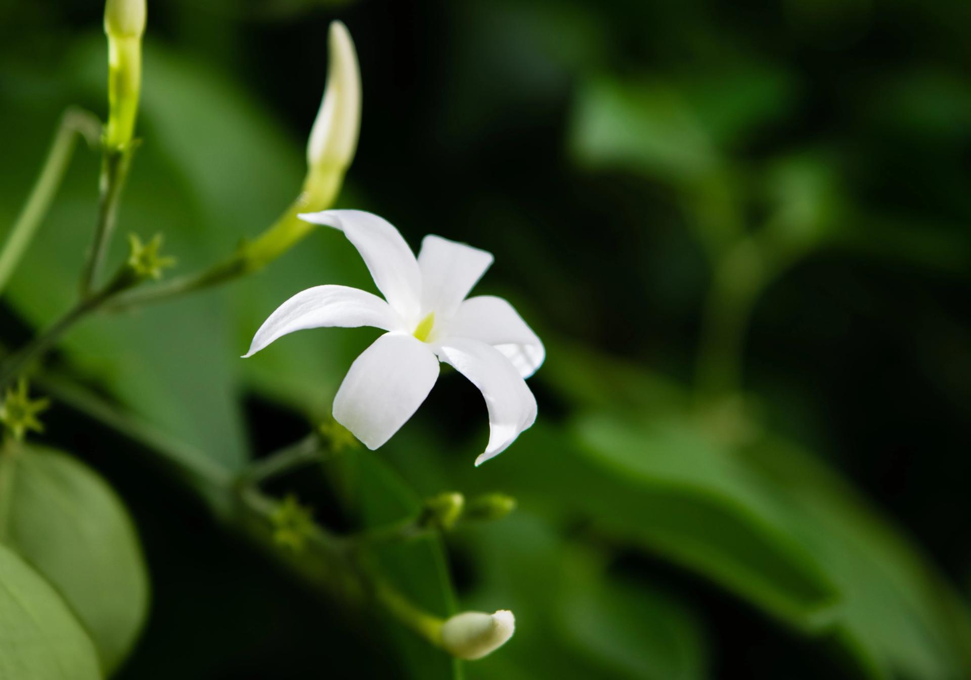10+ Types of Jasmine Flowers - Popular Bush Plant Varieties For Garden
