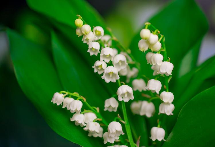 May Birth Flowers & Trees: Hawthorn Vs. Lily Of The Valley Flower